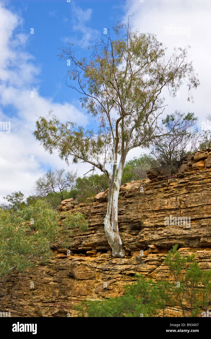 Growing out of tree from side hi-res stock photography and images - Alamy