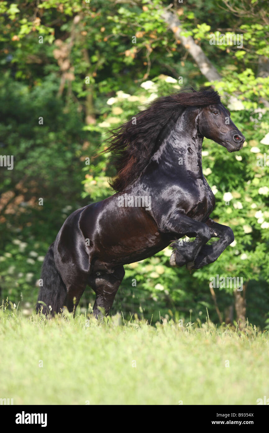 Friesian horse rearing hi-res stock photography and images - Alamy