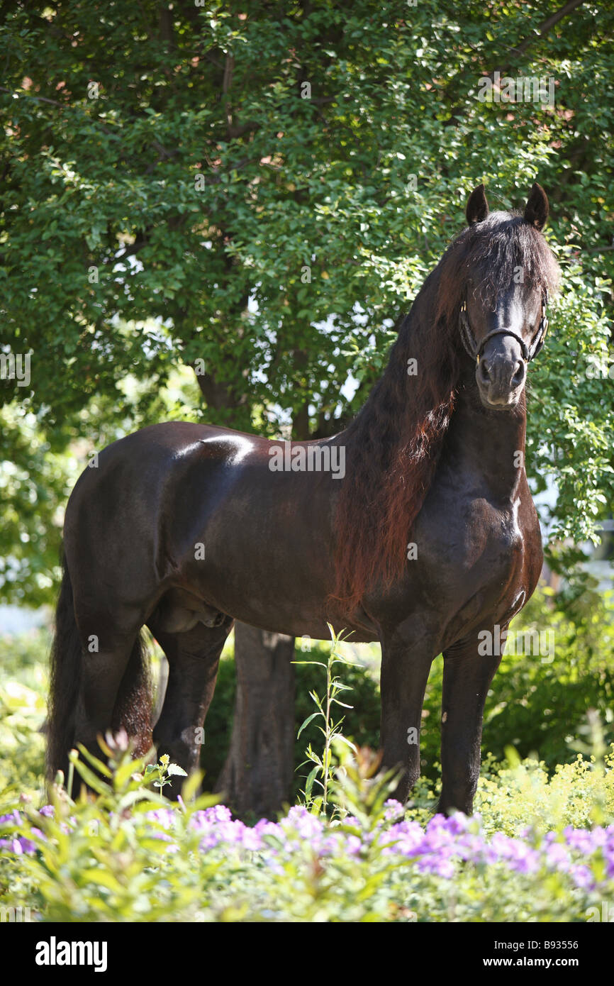 Animals flower friesian hi-res stock photography and images - Alamy