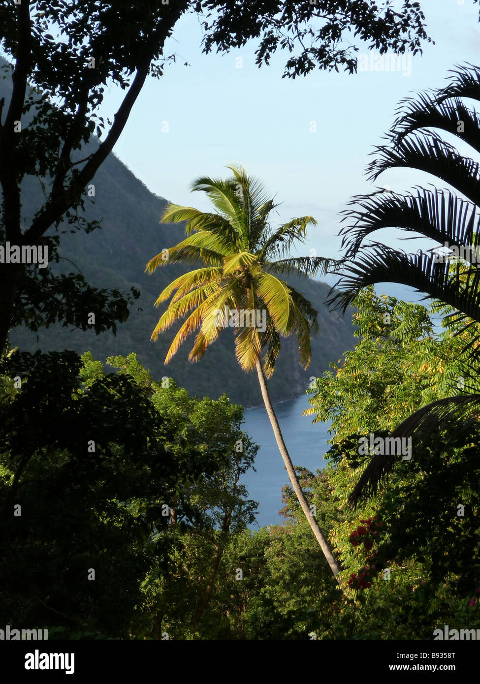Gros Piton Palm Tree Stock Photo - Alamy
