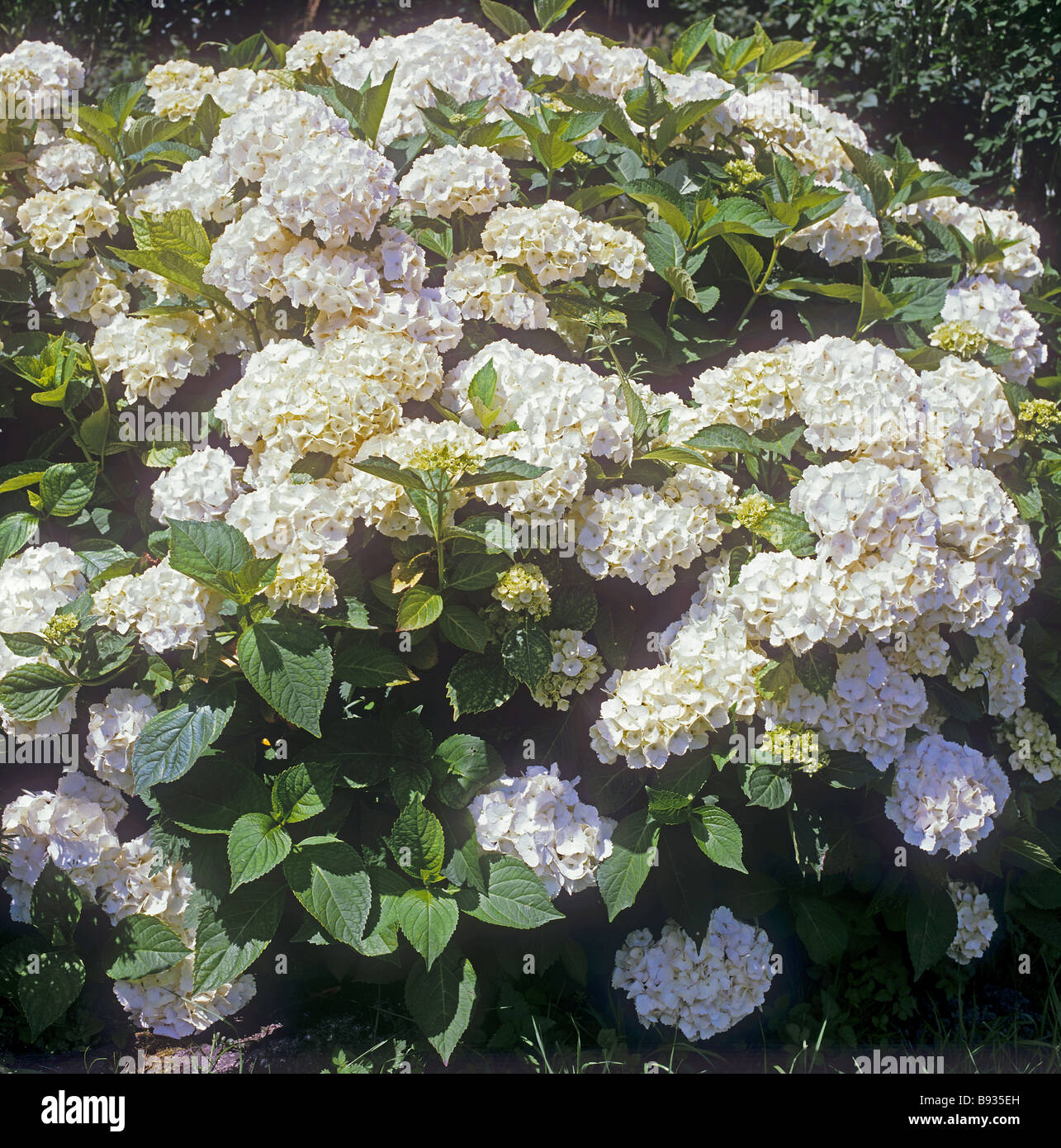 Bigleaf hydrangea - blossoms / Hydrangea macrophylla Stock Photo - Alamy