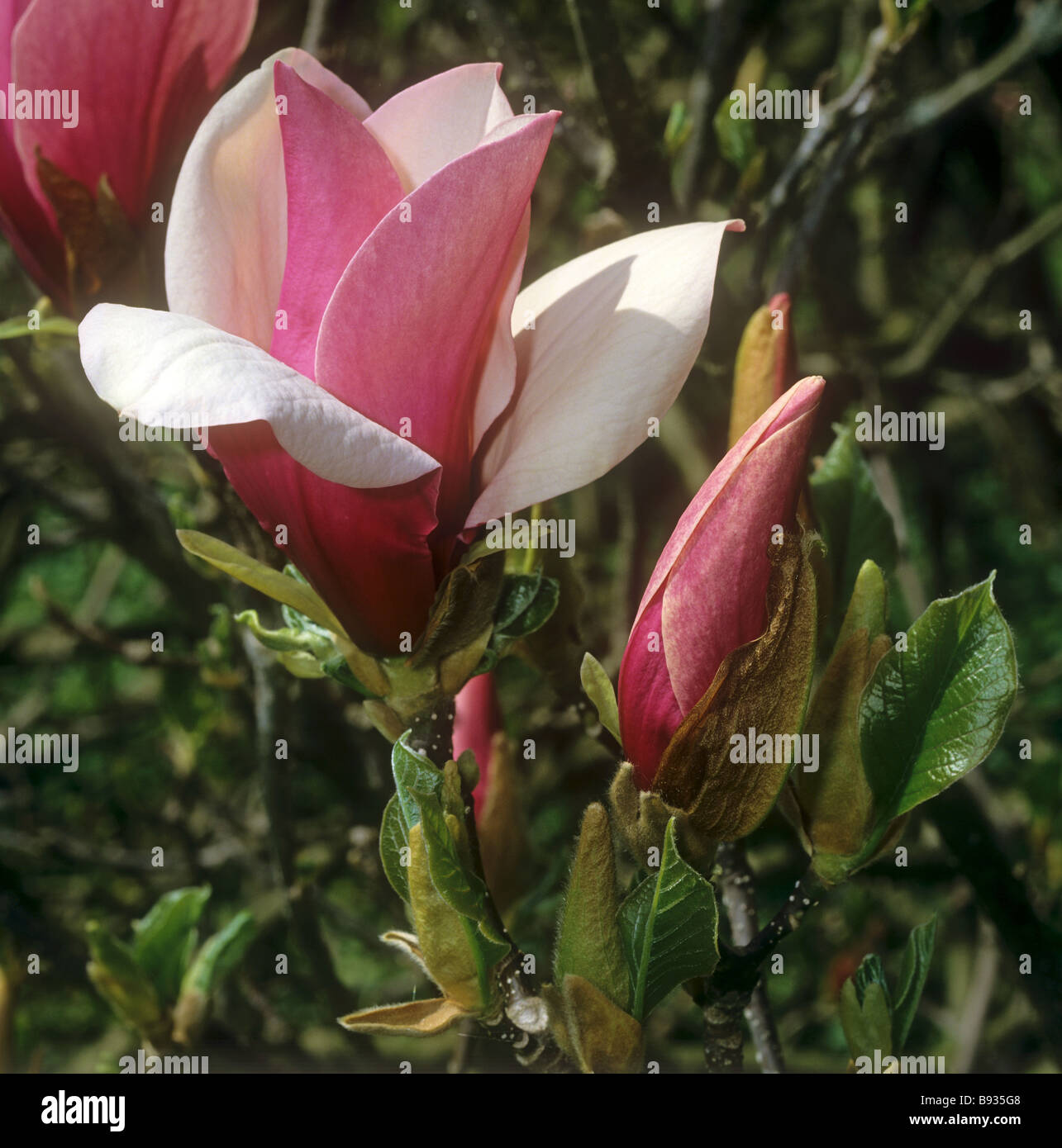 Lily magnolia - blossom / Magnolia liliiflora Stock Photo - Alamy