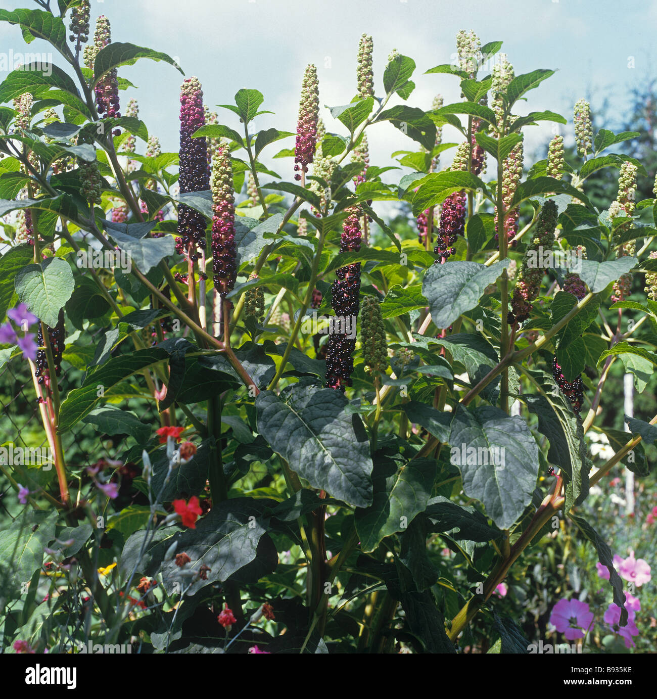 Pokeweeds hi-res stock photography and images - Alamy