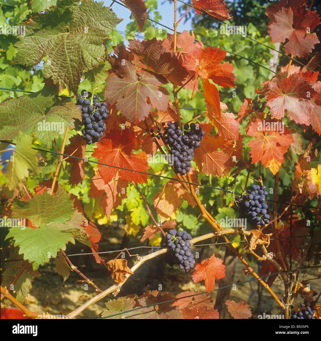 Common Grape Vine / Vitis vinifera Stock Photo - Alamy Common Grape Vine / Vitis vinifera Stock Photo - Alamy