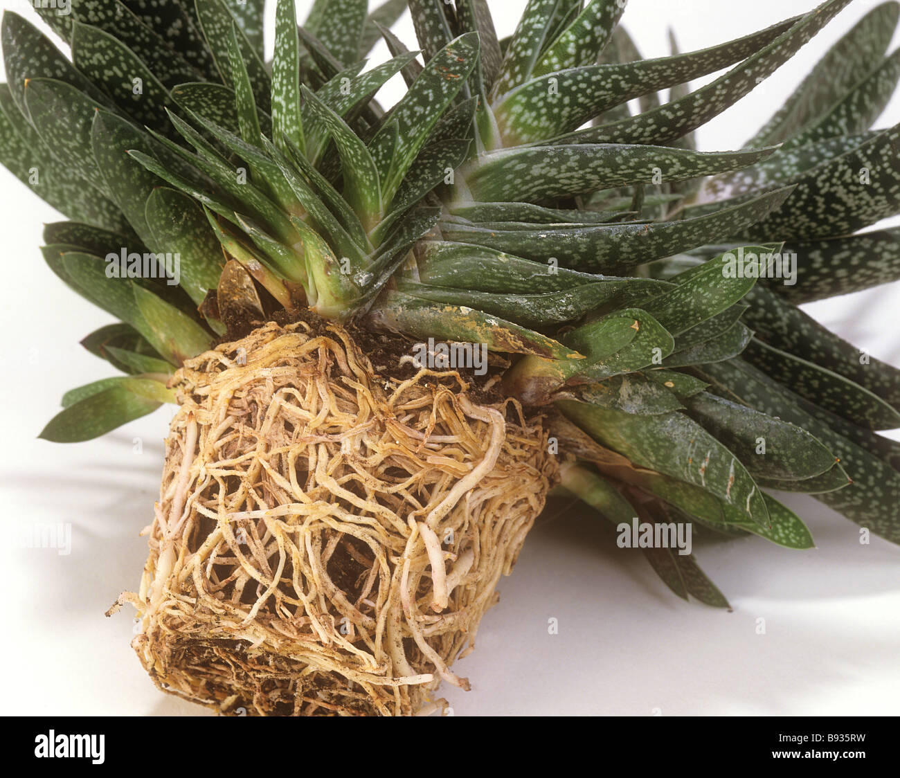 Gasteria disticha hi-res stock photography and images - Alamy