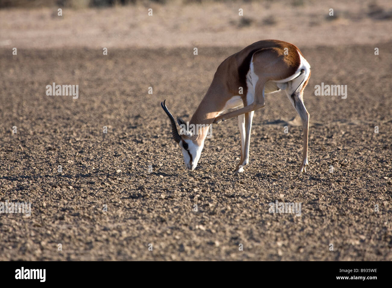 Scratches animal hi-res stock photography and images - Alamy