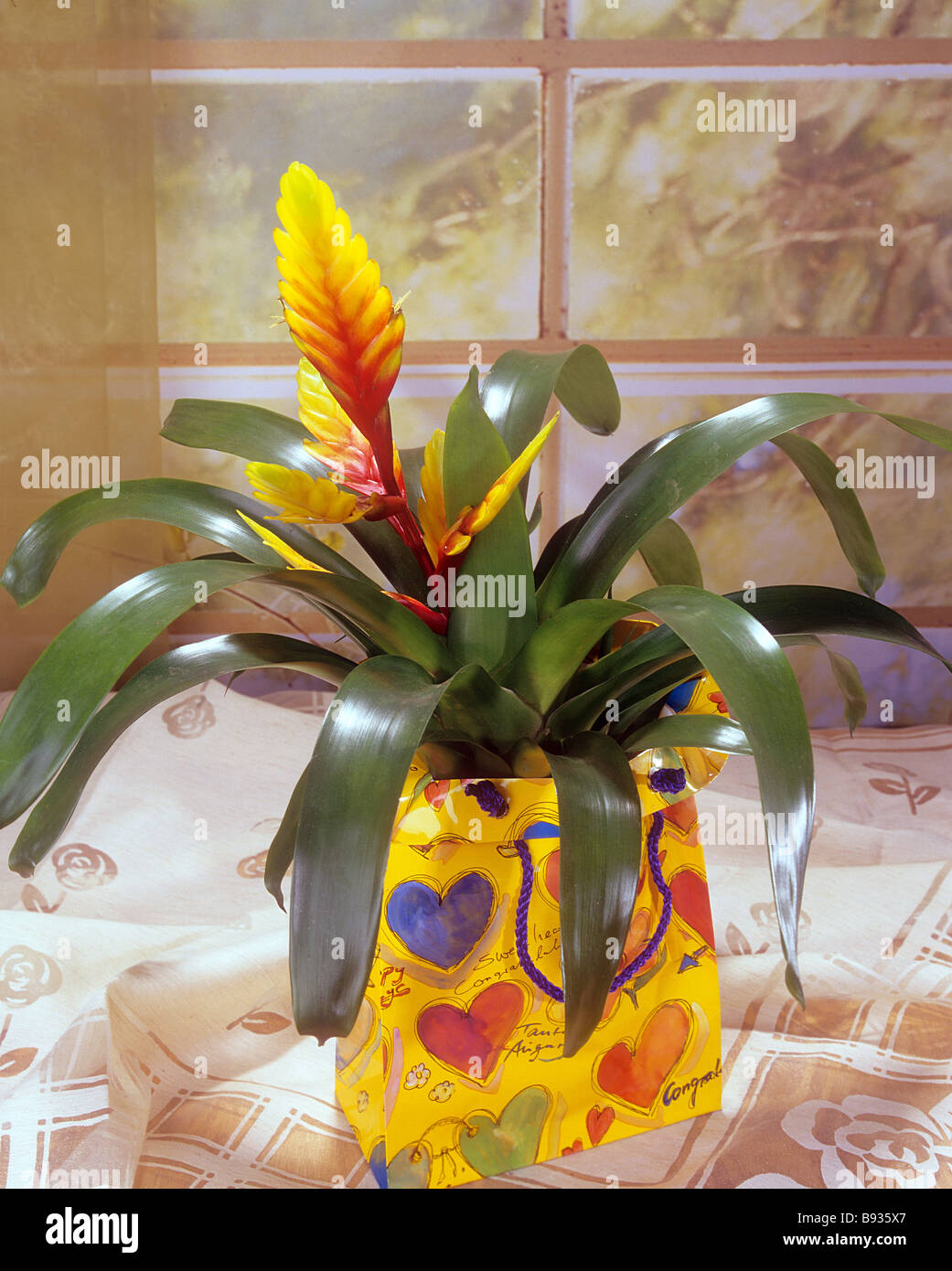 Vriesea splendens vriesea splendens hi-res stock photography and images ...