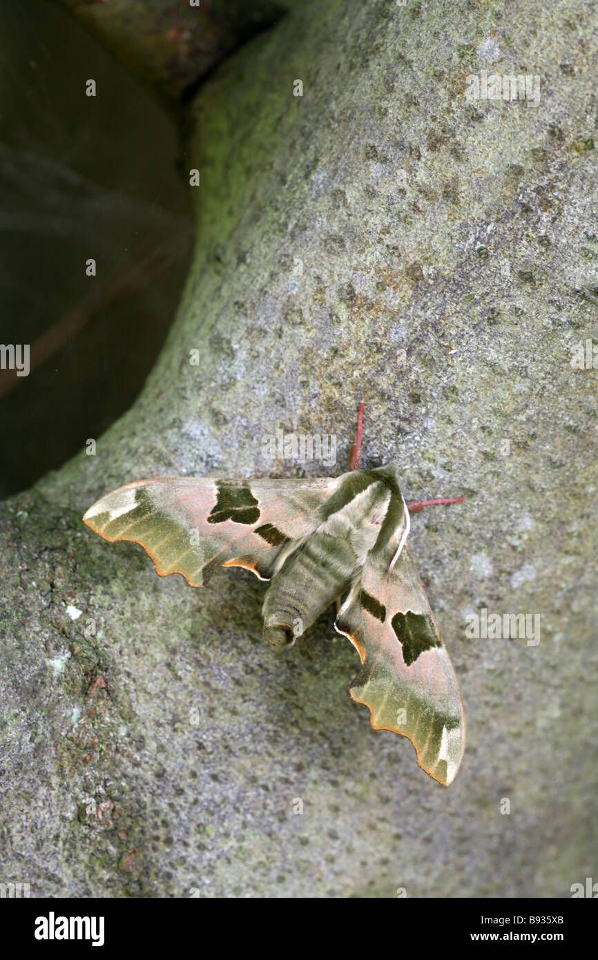 Lime hawk moth england hi-res stock photography and images - Alamy
