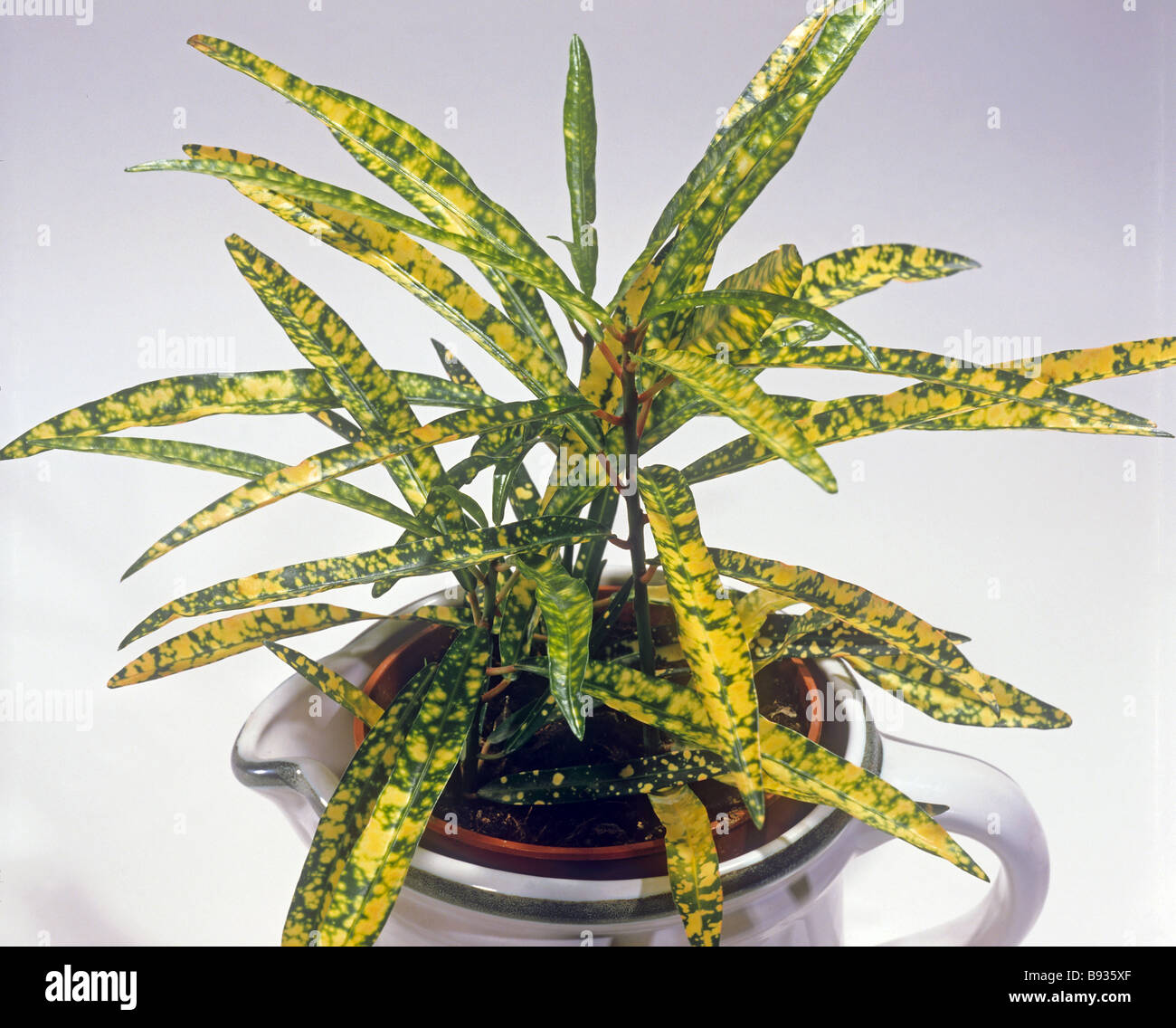 Codiaeum / Codiaeum variegatum Stock Photo - Alamy