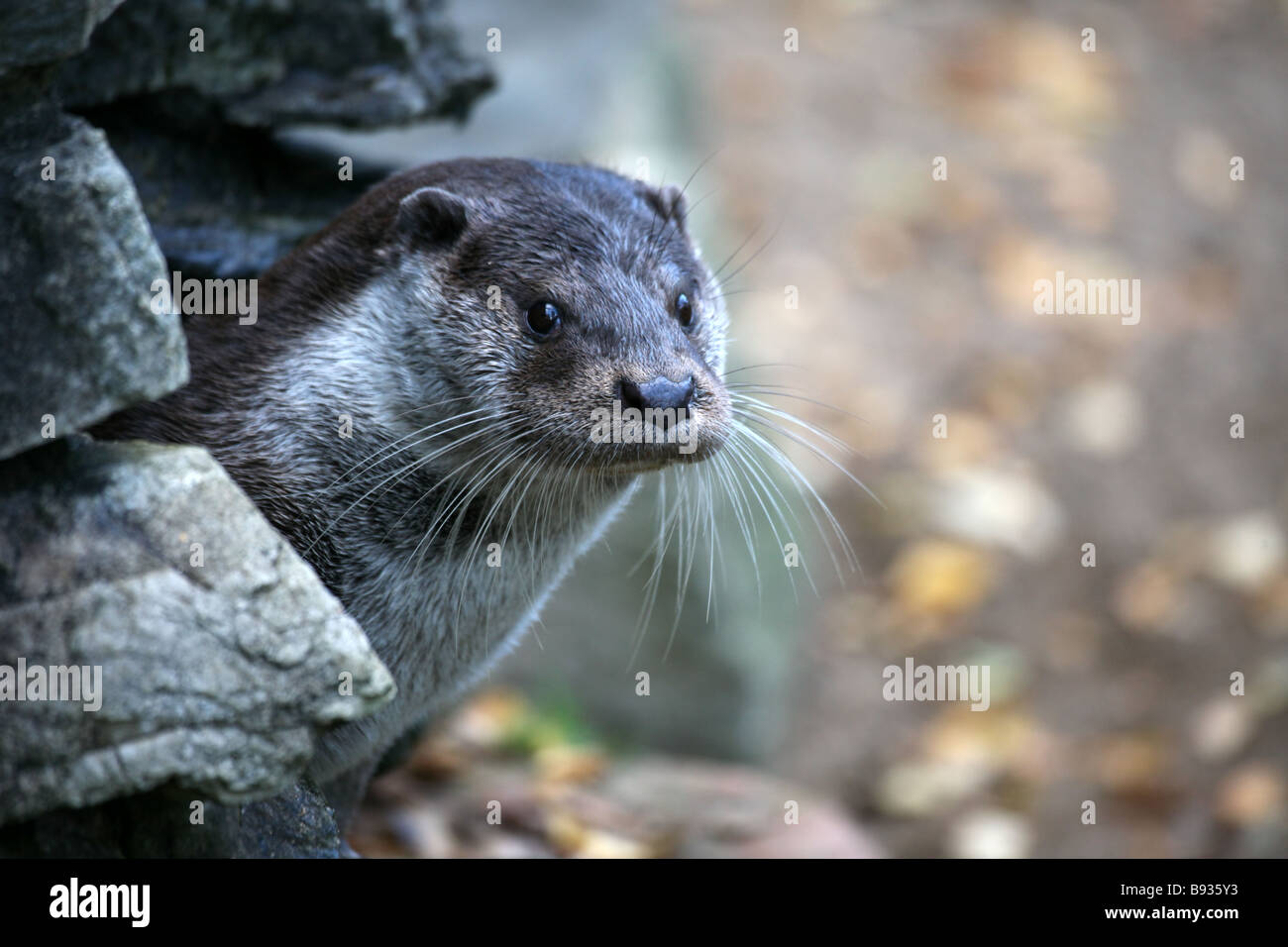 Lutra lutra hi-res stock photography and images - Alamy