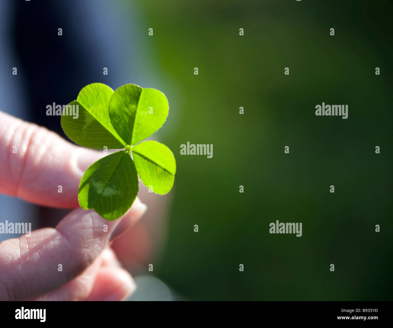 Four-leaf clover green lucky. Trèfle à quatre feuilles. good lucky sign ...
