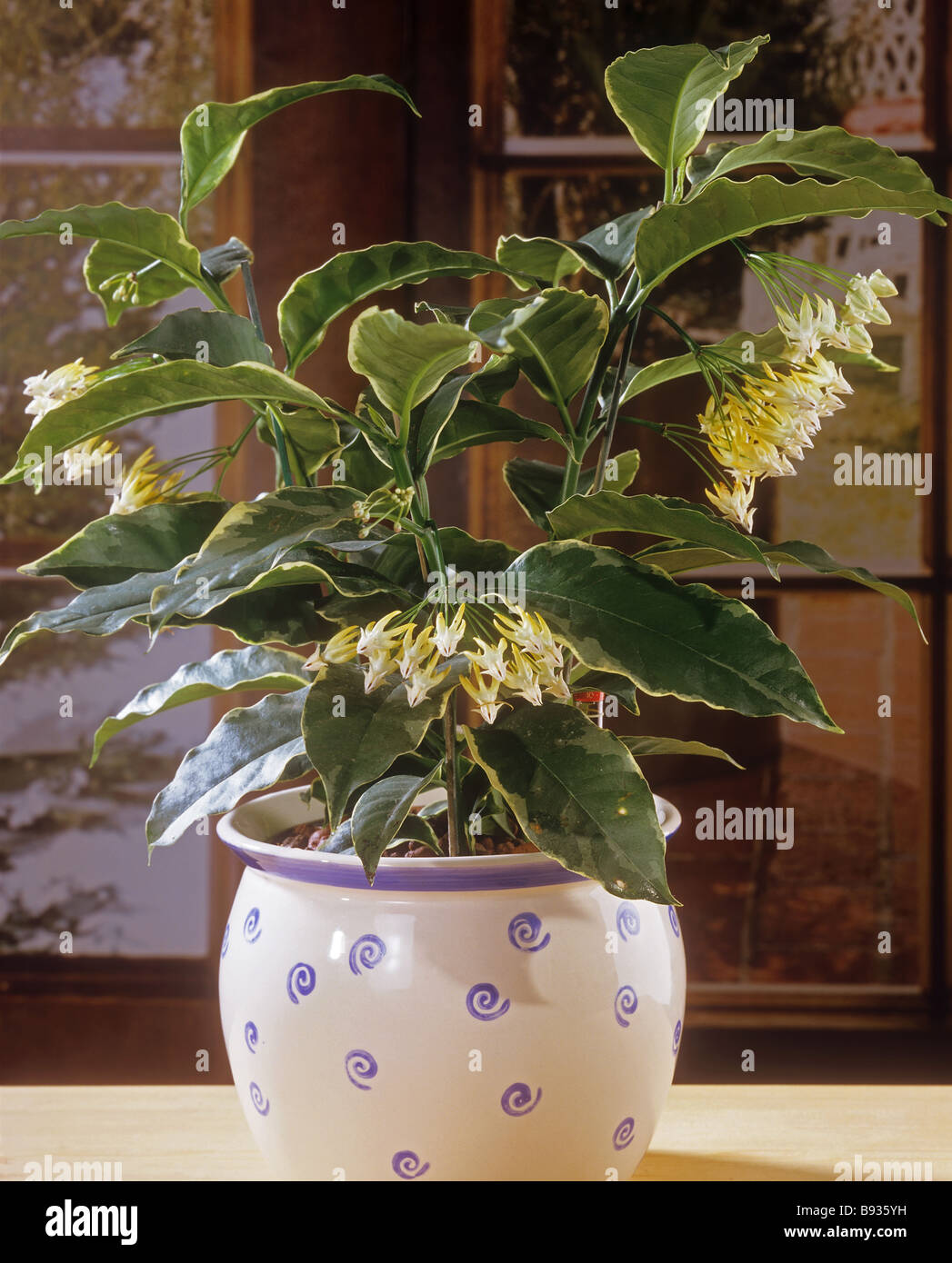 waxflower / Hoya multiflora Stock Photo - Alamy