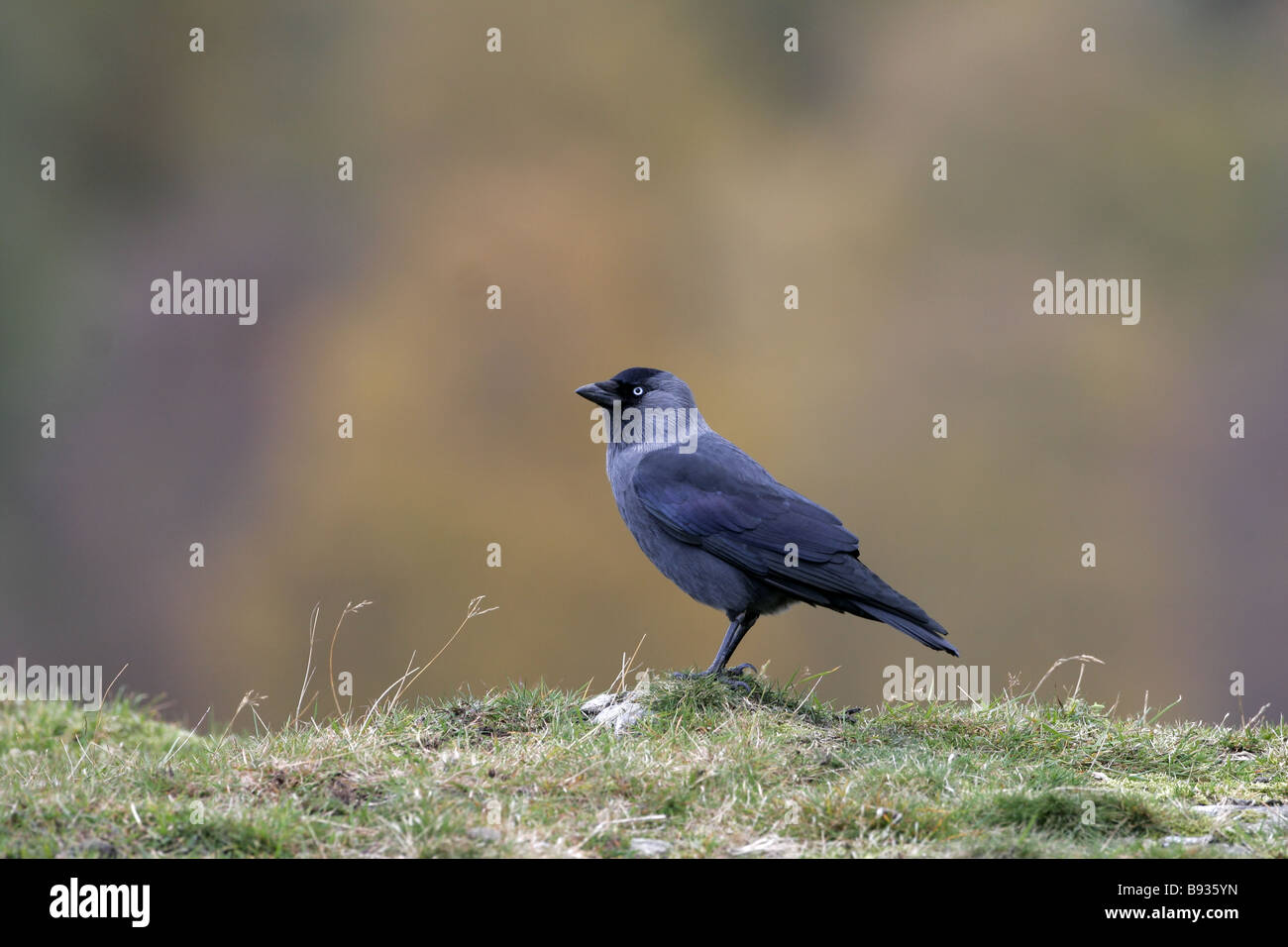 Jackdaw Crow High Resolution Stock Photography and Images - Alamy