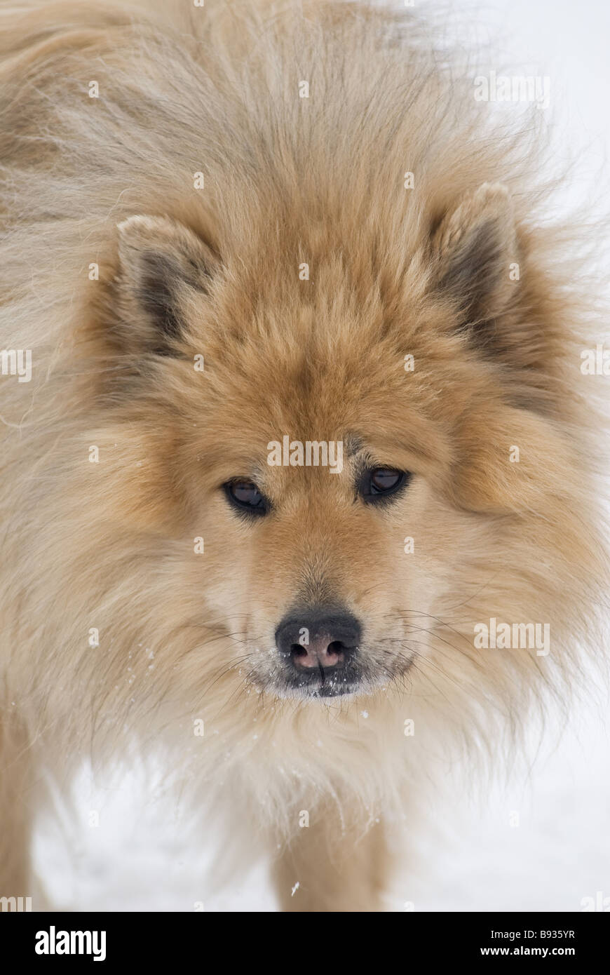 Doubtful dog hi-res stock photography and images - Alamy