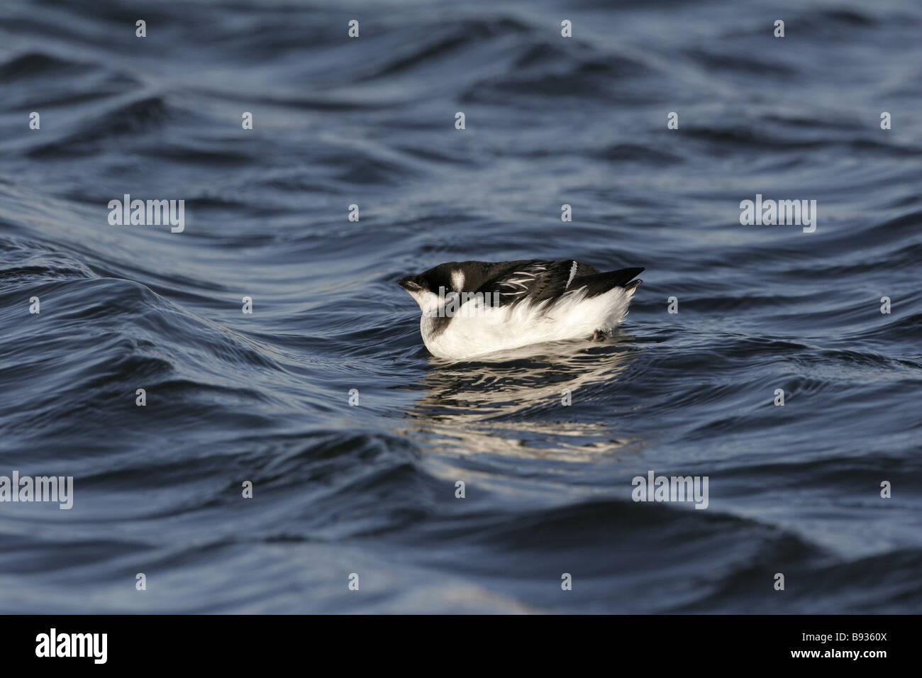 Little auk hi-res stock photography and images - Alamy