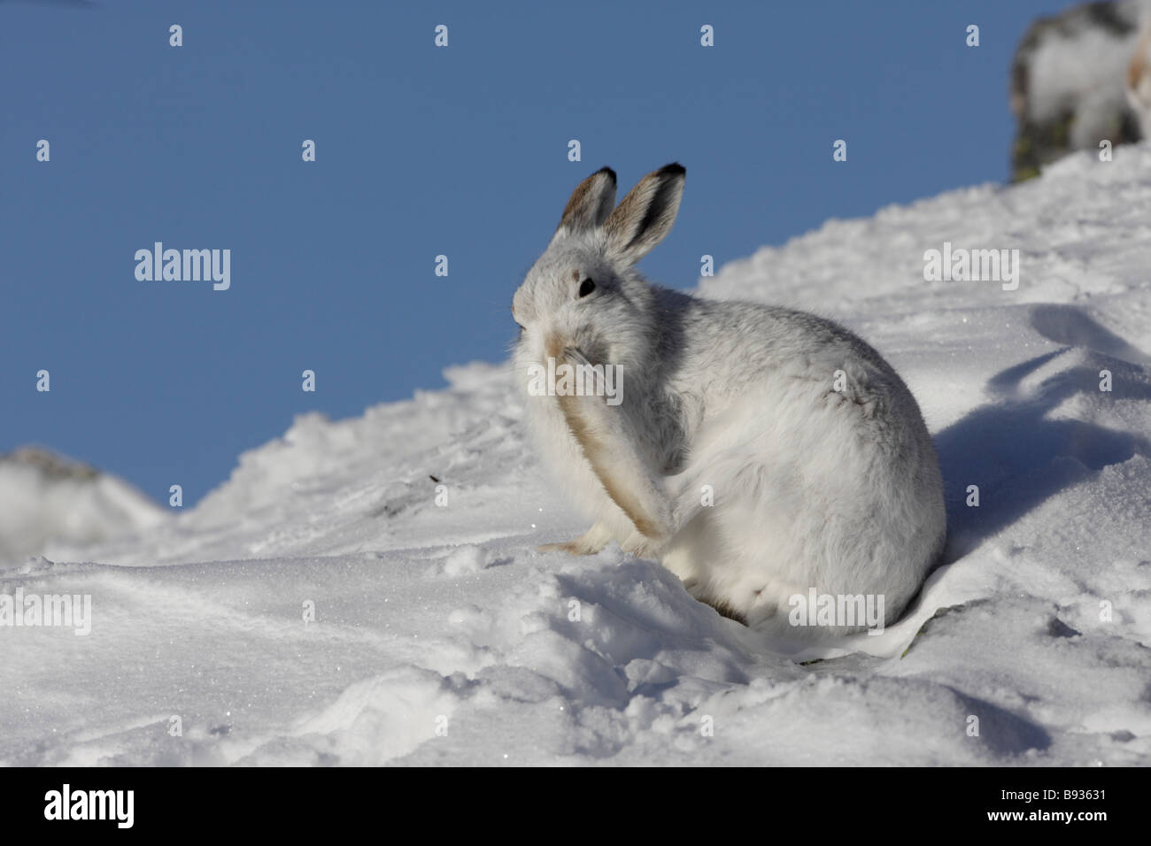 Hare foot hi-res stock photography and images - Alamy