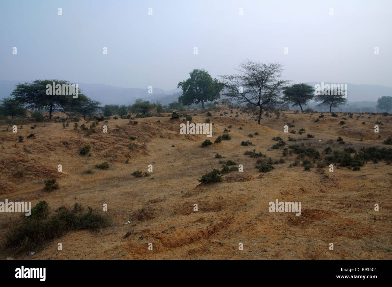 Thorn scrub hi-res stock photography and images - Alamy