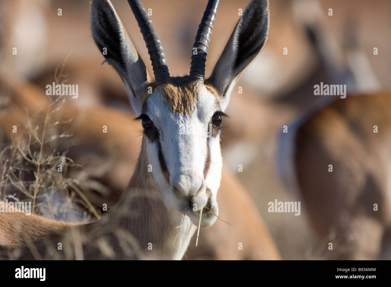 A springbok eats in the Kgalagadi Transfrontier Park in South Africa's ...