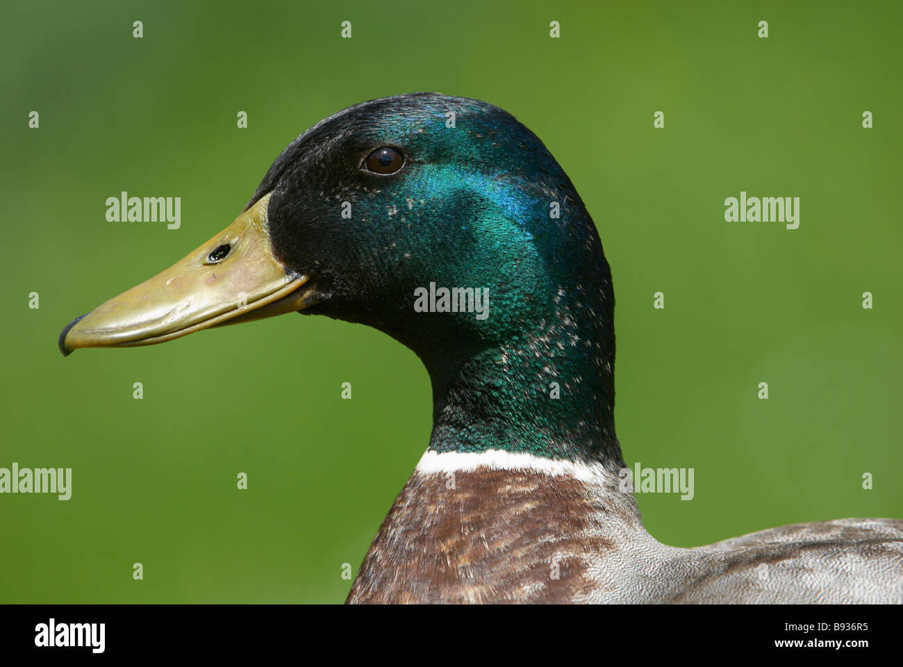 Head shot of Male Mallard Duck Stock Photo - Alamy