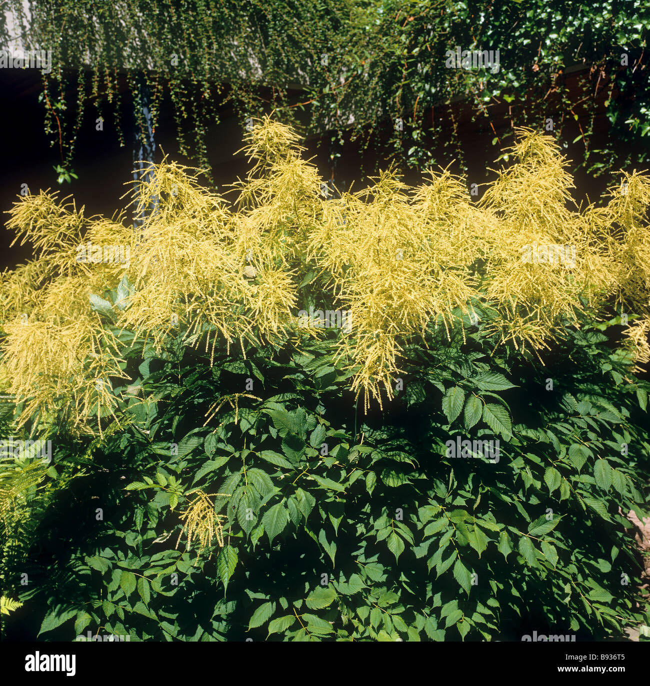 Goat's beard / Aruncus dioicus Stock Photo - Alamy