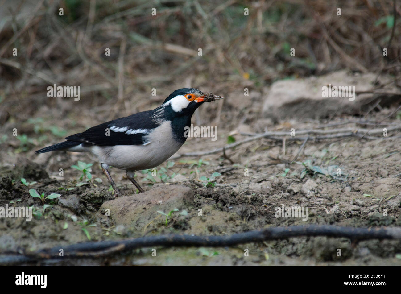 Asian Pied Starling Sturnus contra feeding on the ground Rajasthan ...