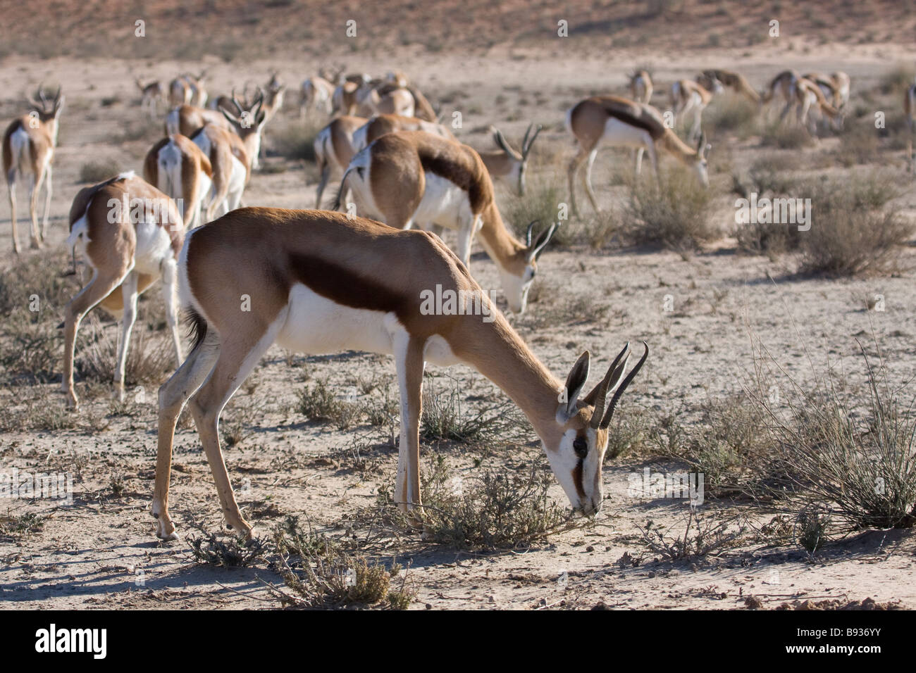 A springbok eats in the Kgalagadi Transfrontier Park in South Africa's ...
