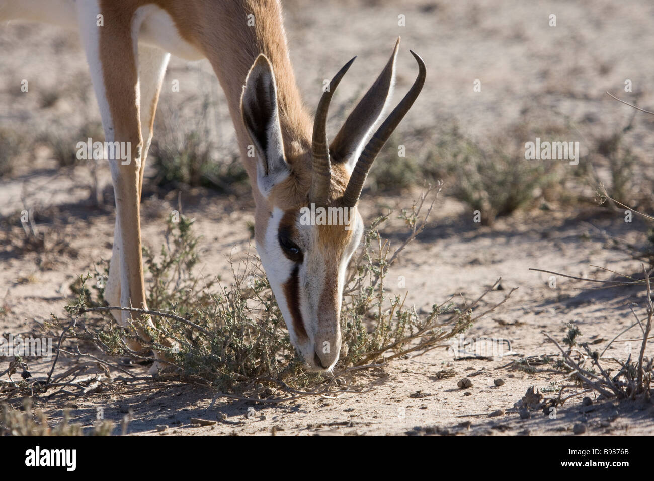 A springbok eats in the Kgalagadi Transfrontier Park in South Africa's ...