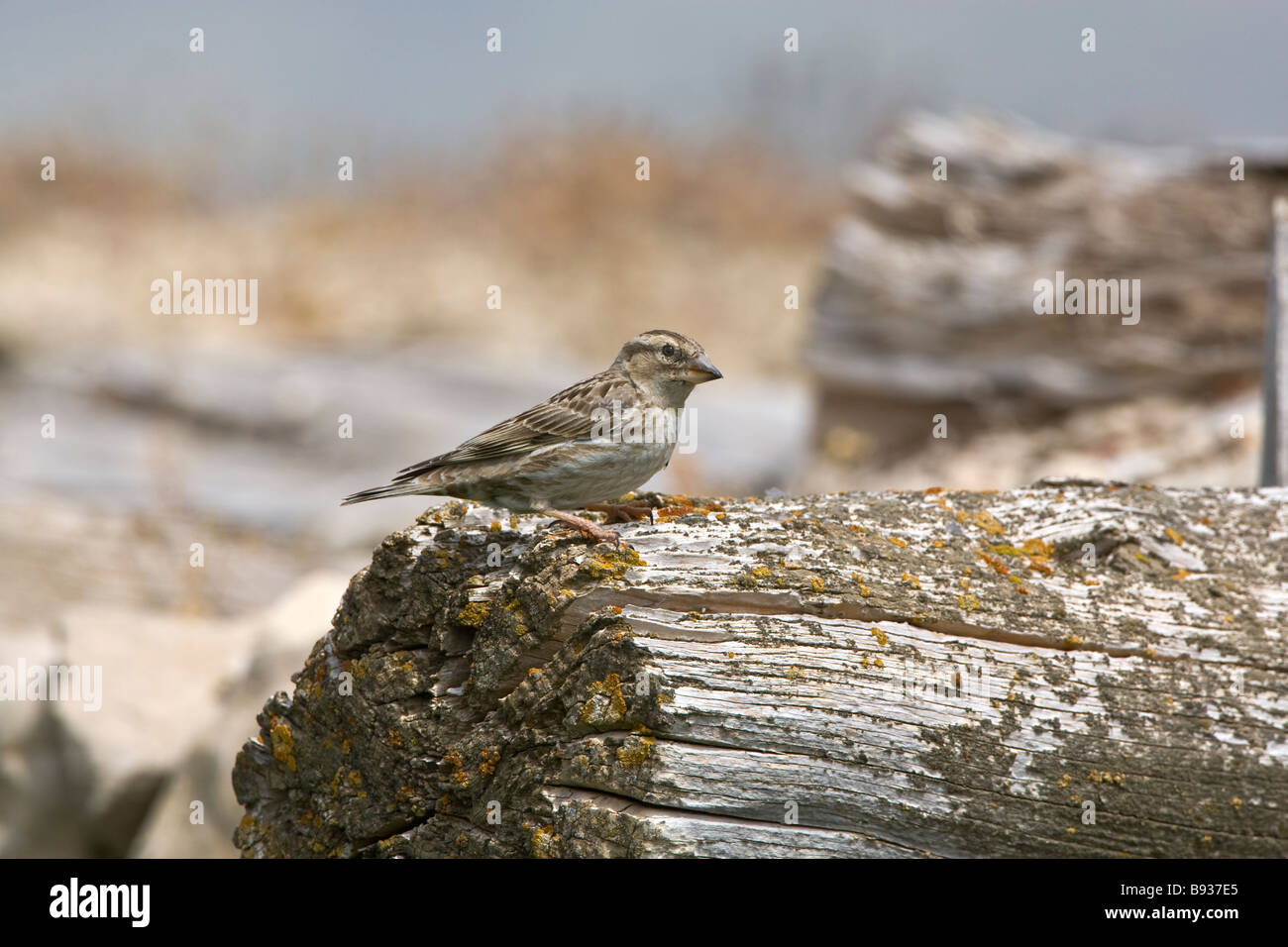 Rock Sparrow southern Turkey Stock Photo - Alamy