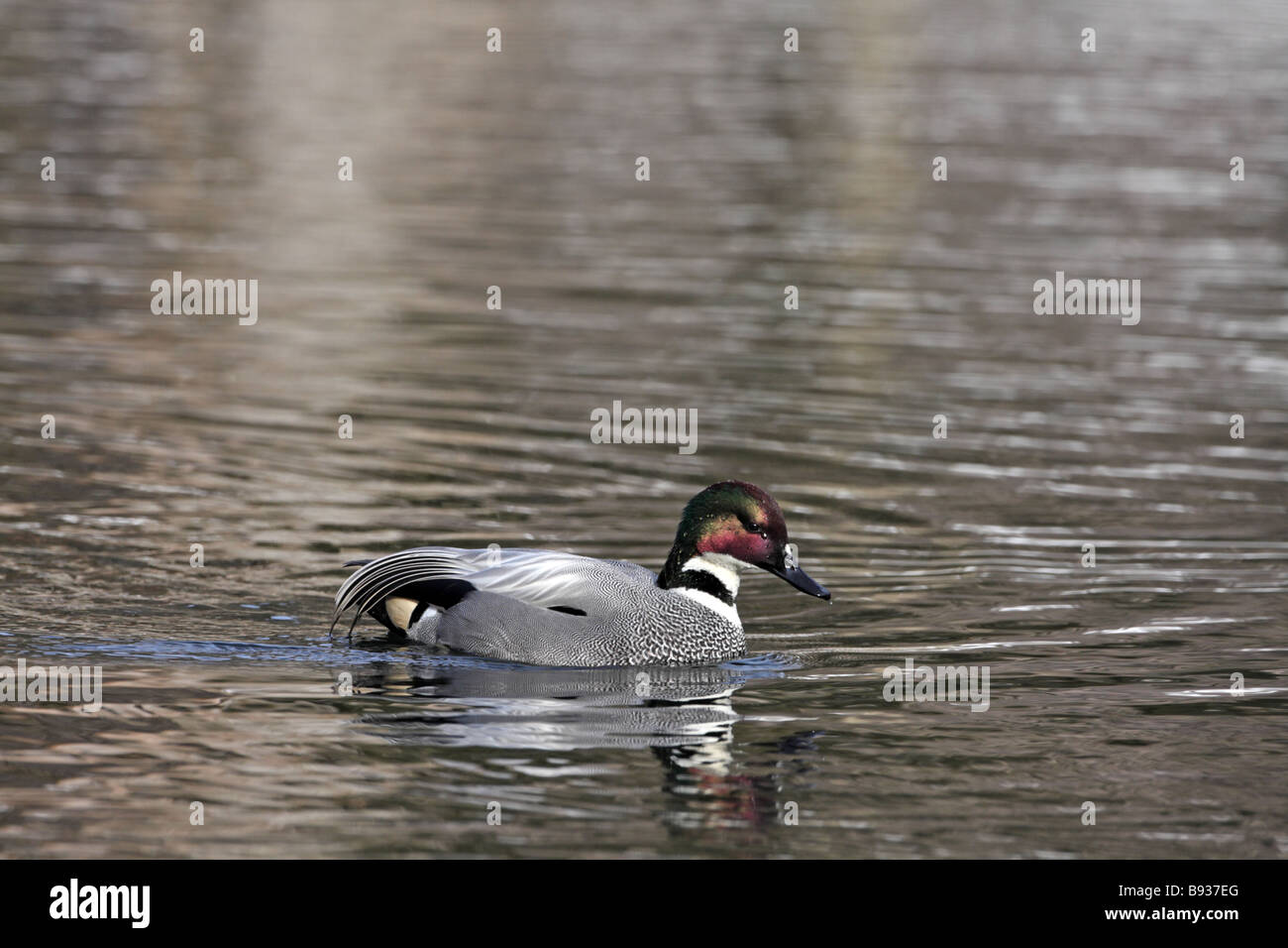 Falcated Duck drake Anas falcata Stock Photo - Alamy