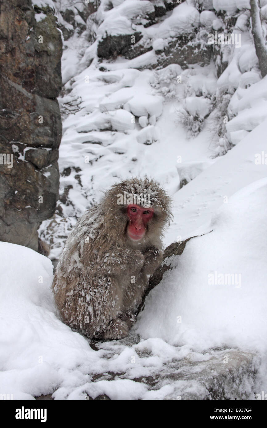 Japanese Macaque (Snow monkey) macaca fuscata portrait Stock Photo - Alamy