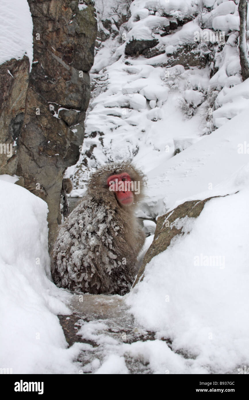 Japanese Macaque (Snow monkey) macaca fuscata Stock Photo - Alamy