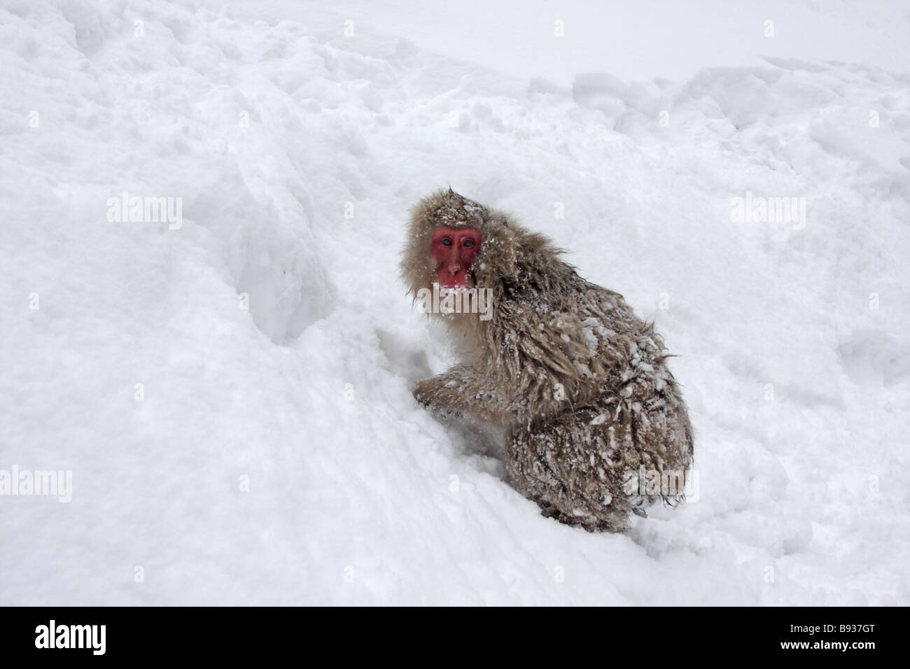 Japanese Macaque (Snow Monkey) macaca fuscata feeding in snow Stock ...