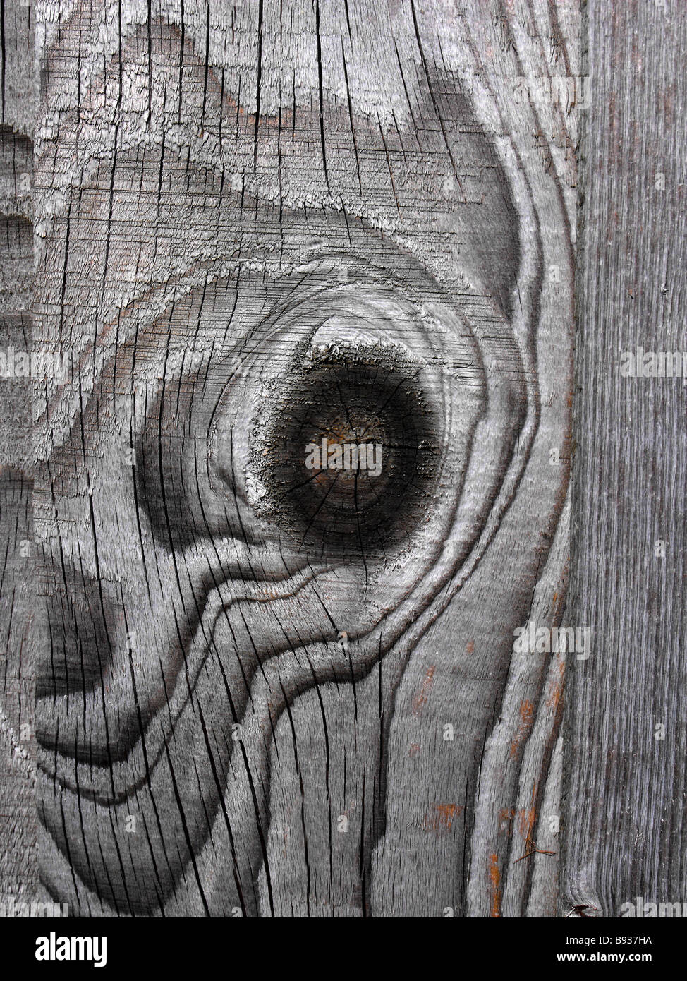 Tree whorls hi-res stock photography and images - Alamy