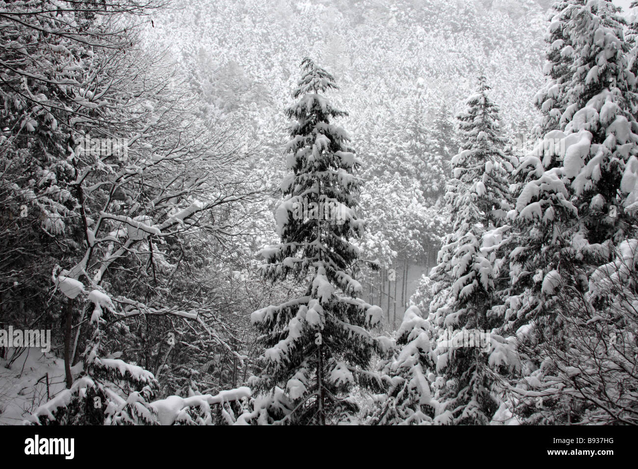 Japan habitat hi-res stock photography and images - Alamy