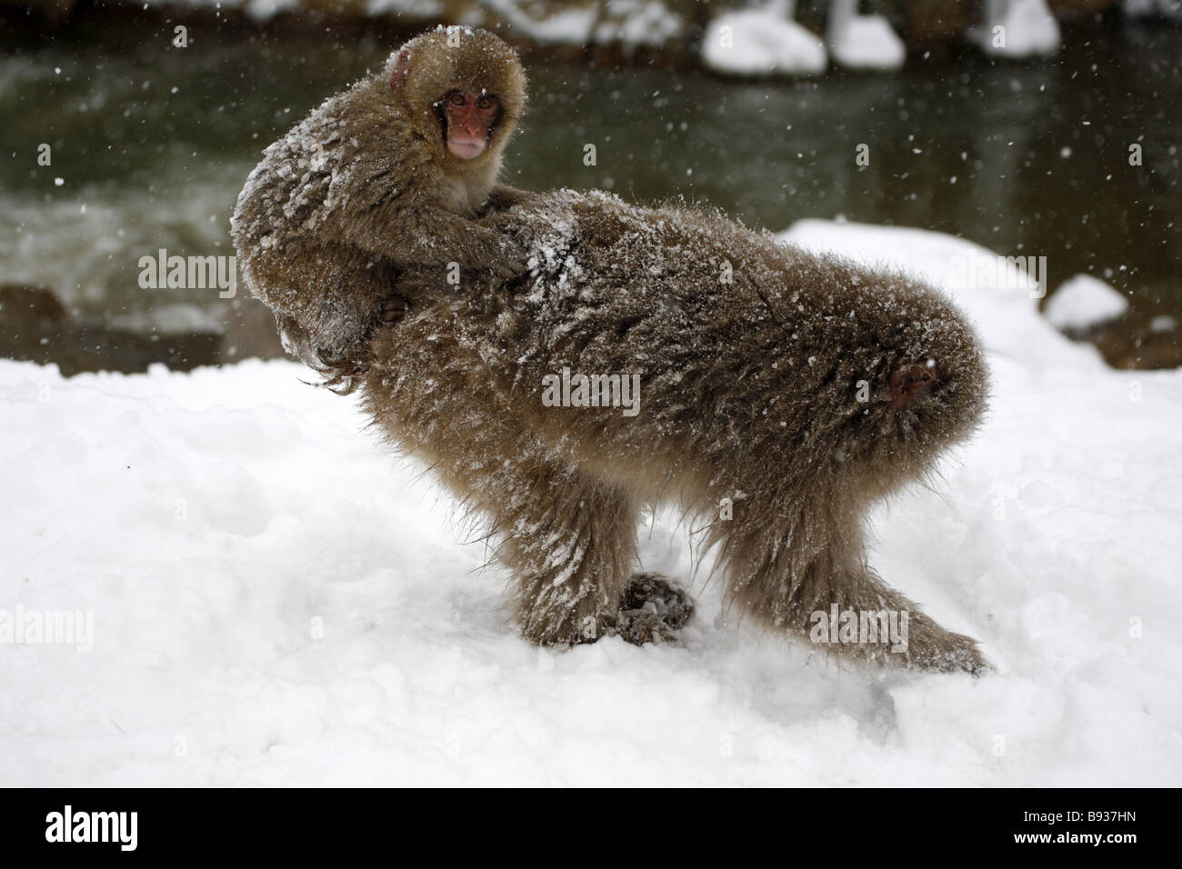 Japanese Macaque (Snow Monkey) macaca fuscata mother and baby riding on ...