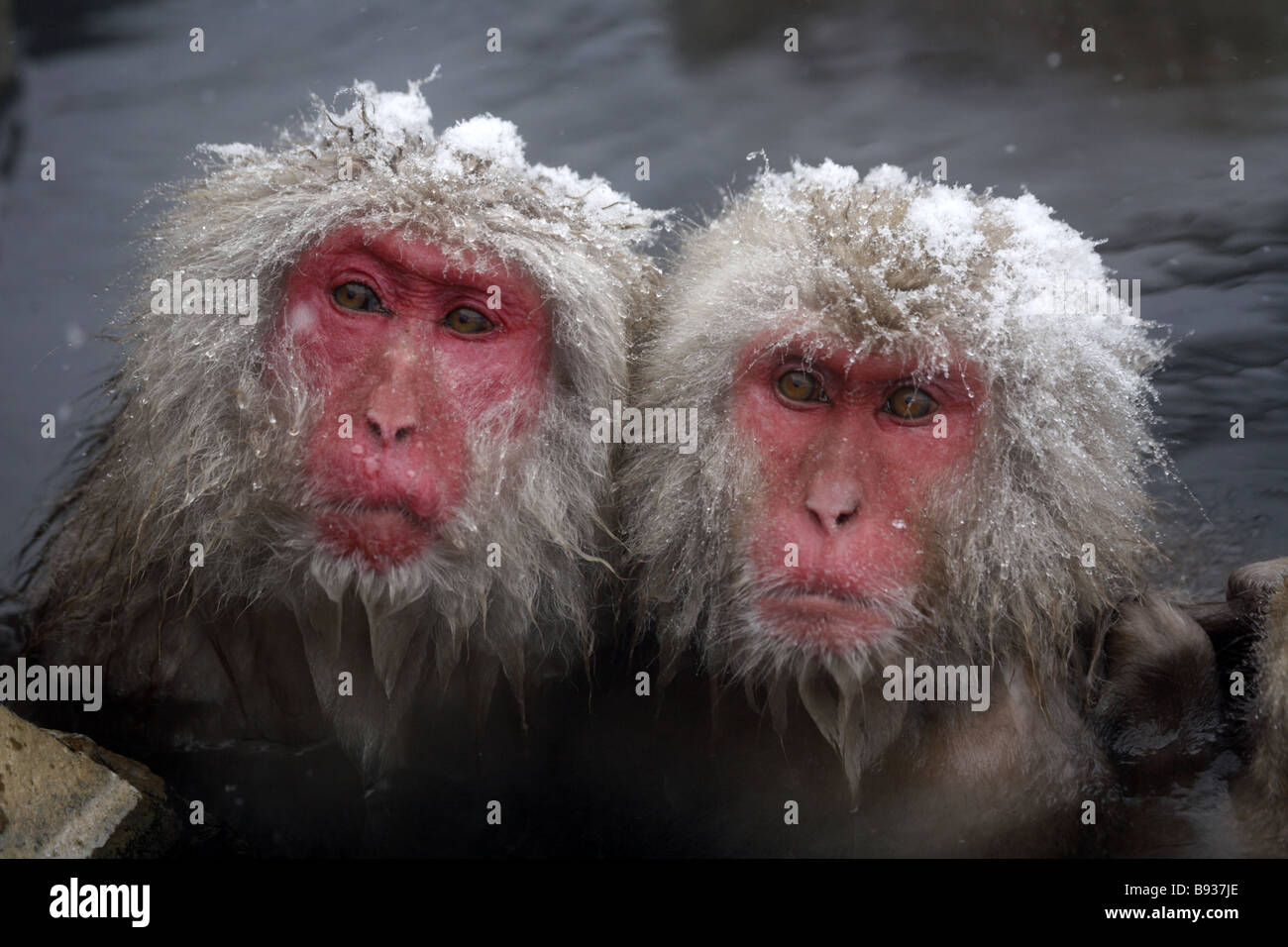 Japanese Macaque (Snow Monkey) macaca fuscata pair in hot pool Stock ...