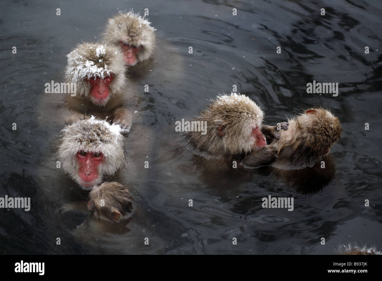 Japanese Macaque (Snow monkey) macaca fuscata group grooming in the hot ...