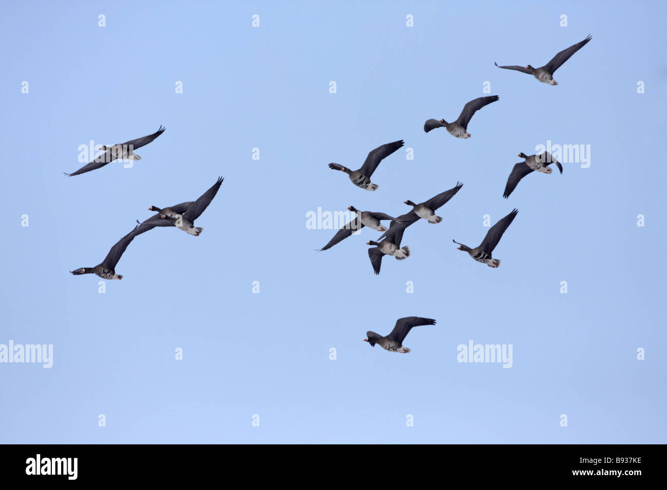 Greater white fronted goose migration hi-res stock photography and ...