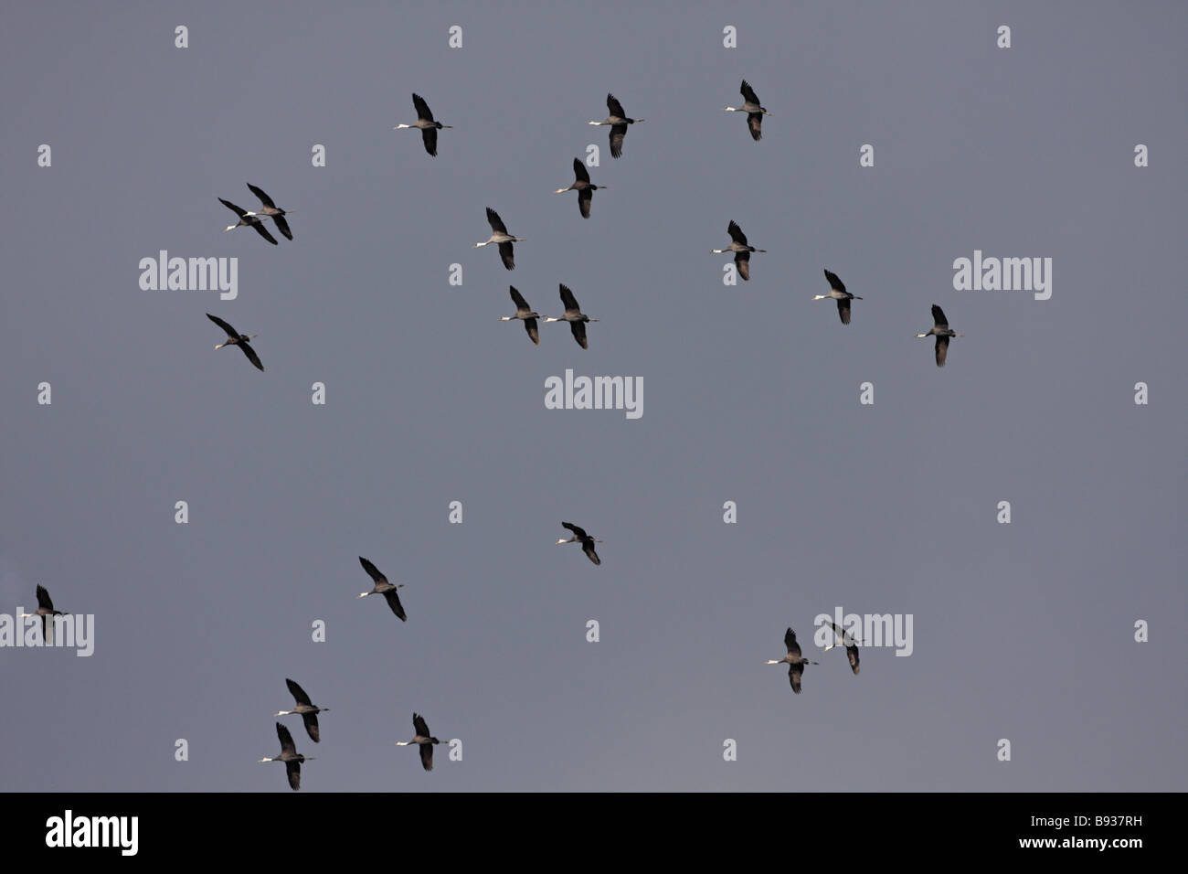 Northward migration hi-res stock photography and images - Alamy