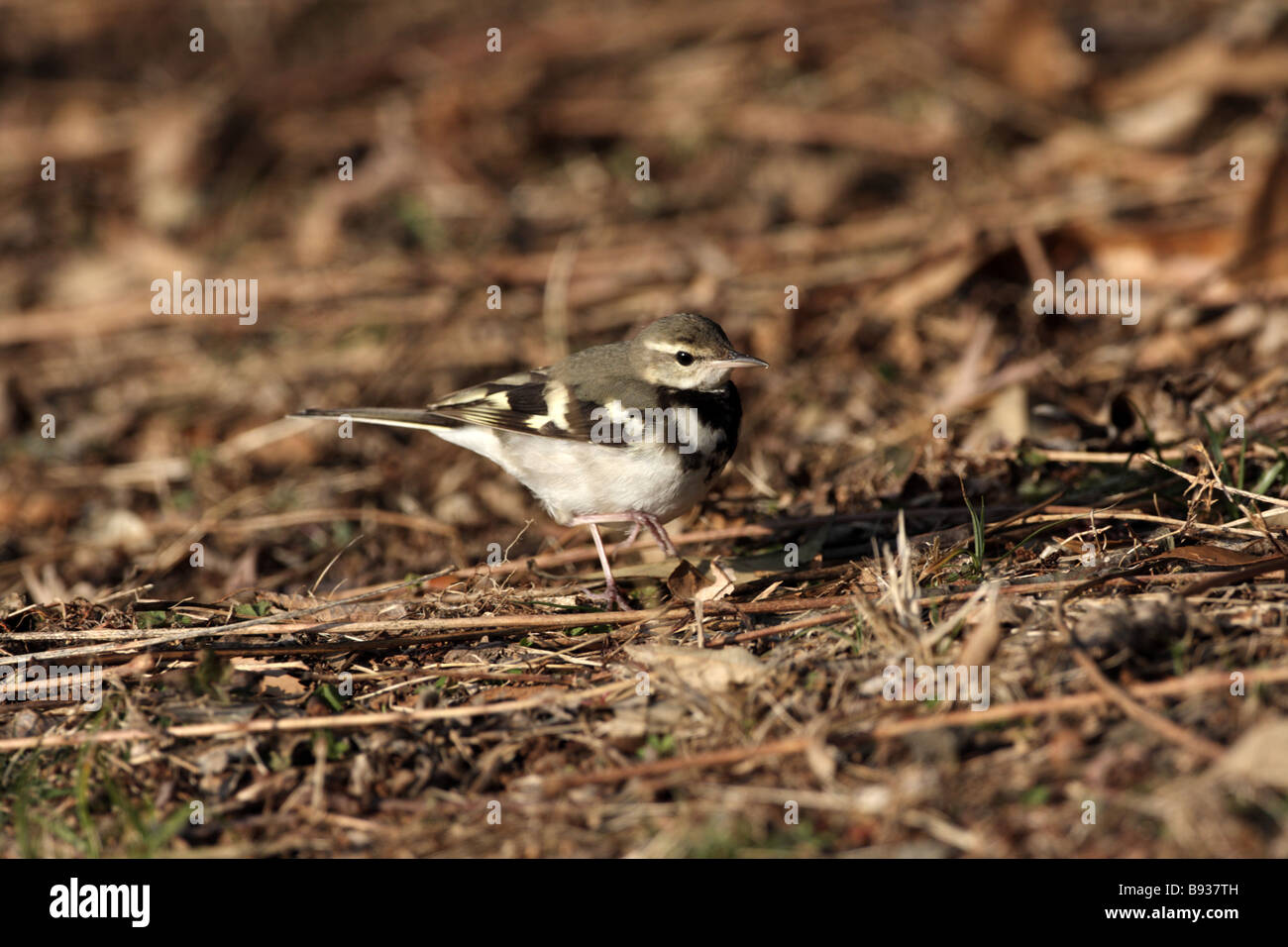 Forest Wagtail Dendronanthus indicus Stock Photo - Alamy