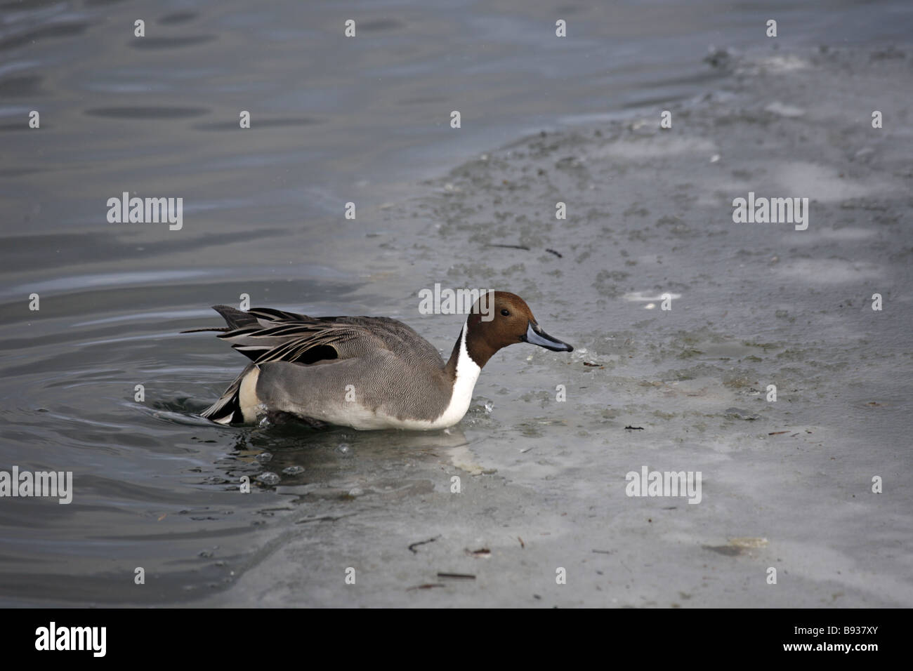Drake Pintail Duck Anas acuta getting on to ice from water Stock Photo ...