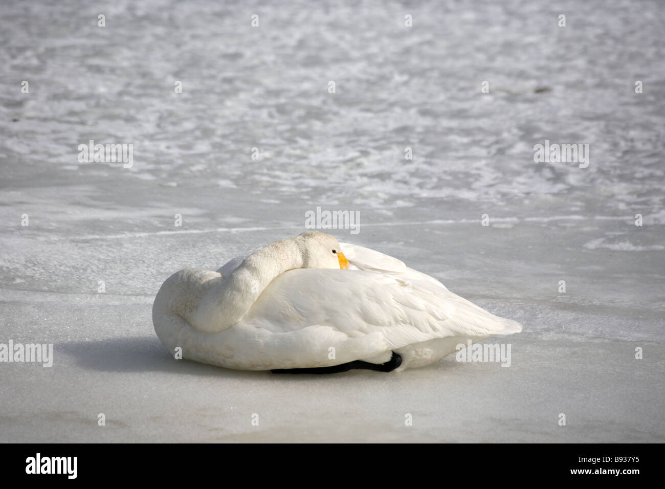 Whoooper Swan Cygnus cygnus sleeping on ice Stock Photo - Alamy