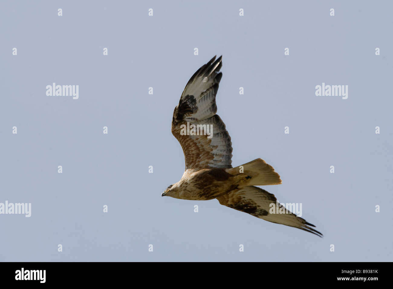 Long legged buzzard on migration Stock Photo - Alamy