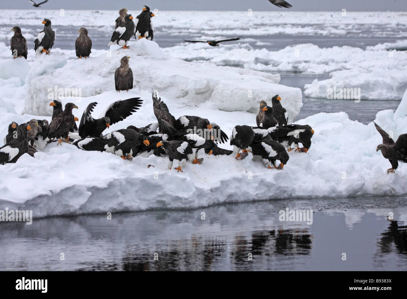 Ice eagle hi-res stock photography and images - Alamy