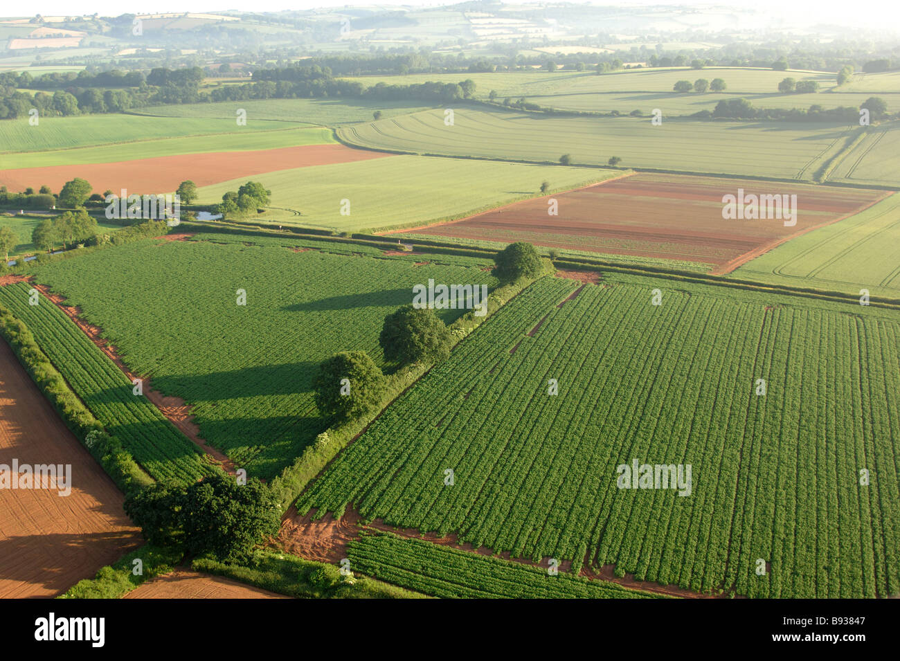 Farm fields with single monoculture crops in mid devon Stock Photo - Alamy