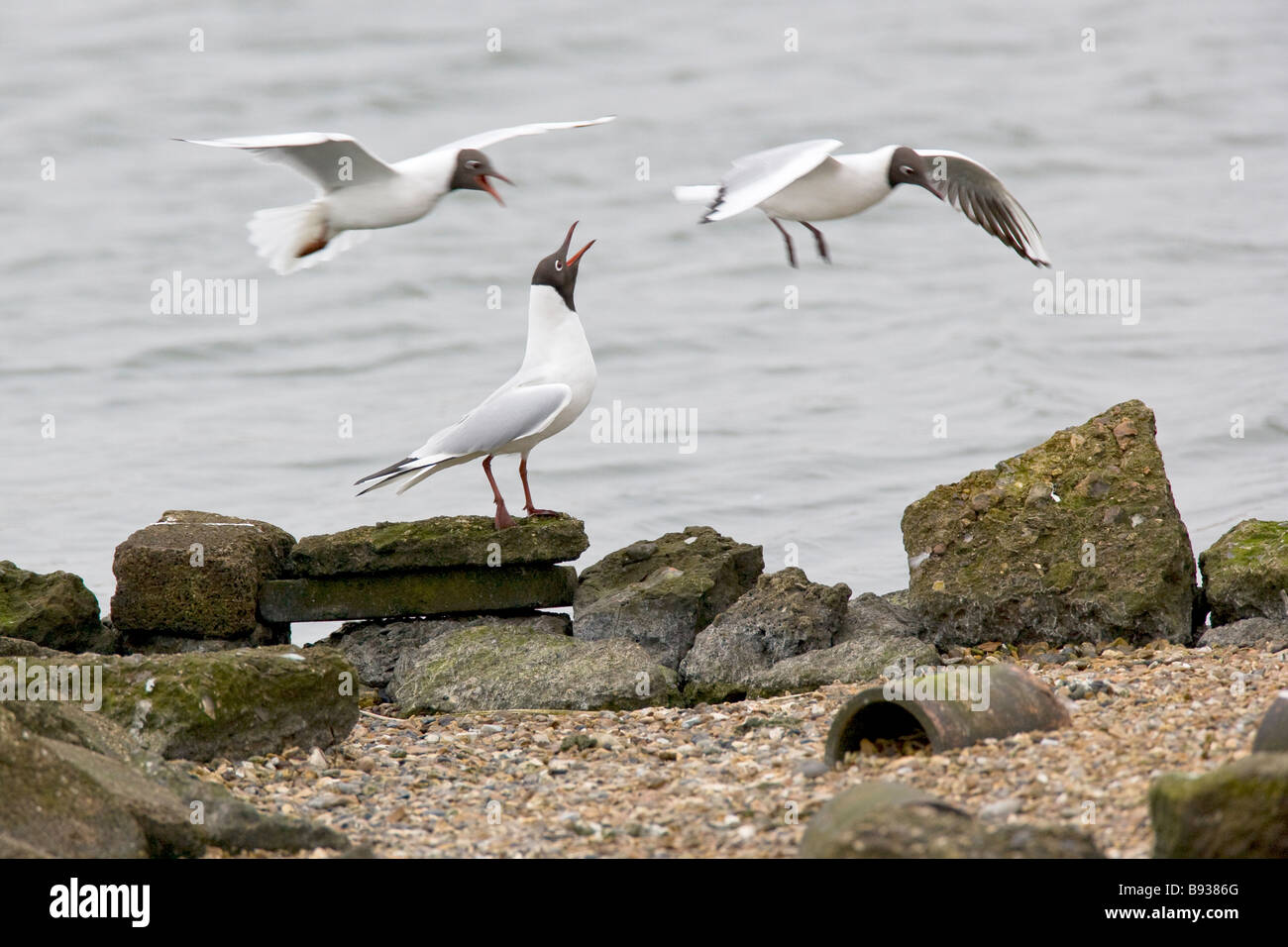 Larus ridibundus laridae hi-res stock photography and images - Alamy