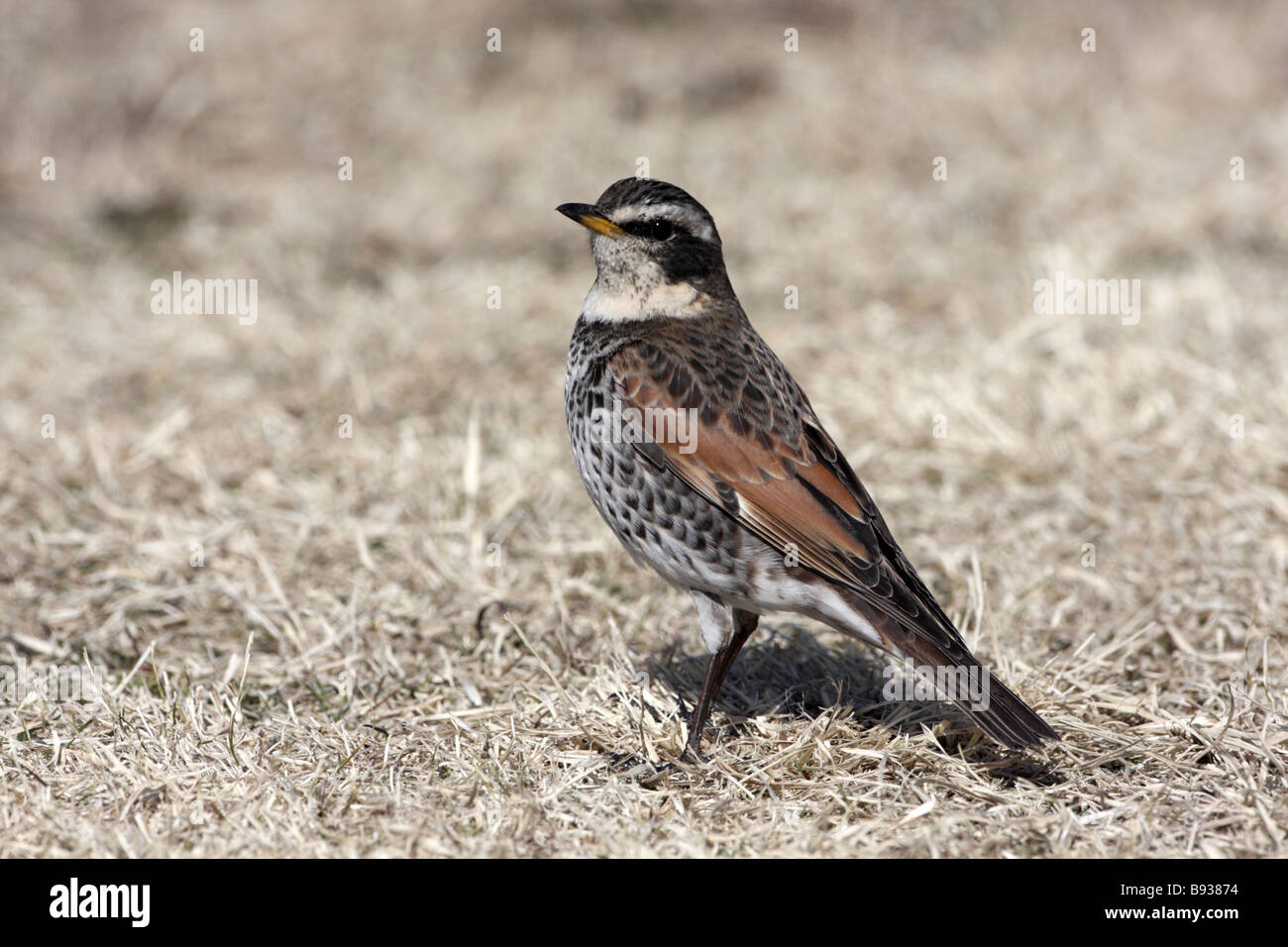 Dusky Thrush Turdus naumanni Stock Photo - Alamy