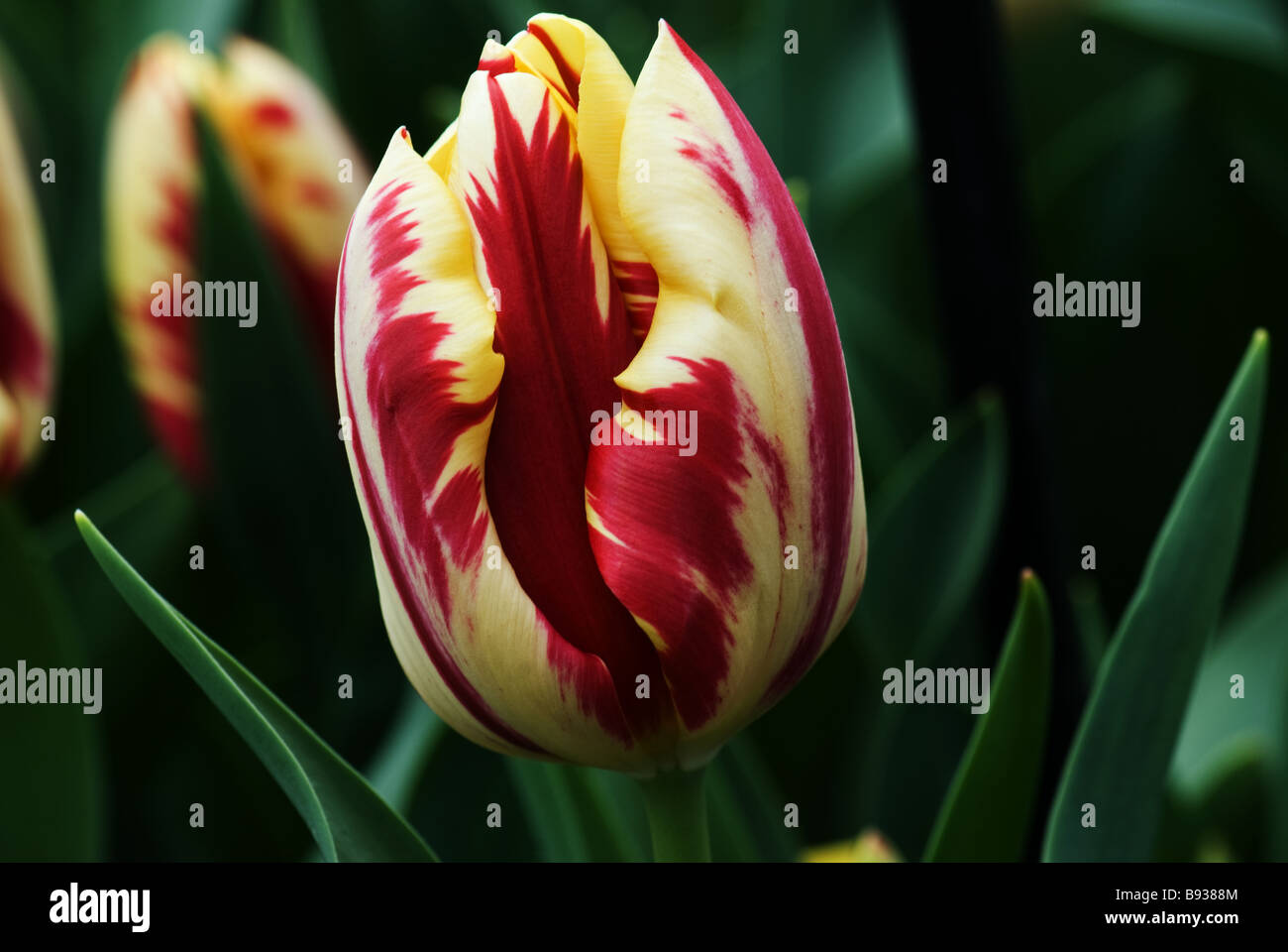 Triumph Tulipa Grand Perfection photographed at Keukenhof Gardens in ...