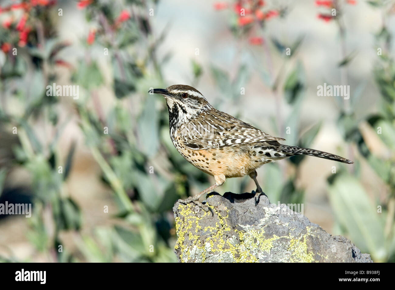Wren cactus wren hi-res stock photography and images - Alamy