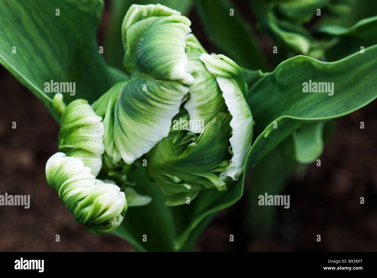 Super parrot hi-res stock photography and images - Alamy